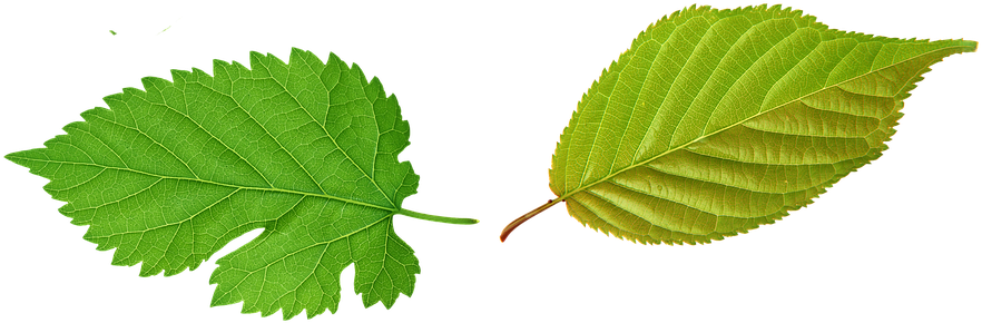 Download Folhas Verde Png - Folhas Png PNG Image with No Background ...
