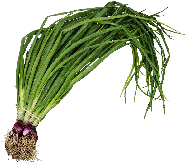 Download Spring Onion - ఉల్లి కాడలు - हरी प्याज - Spring Onion Png PNG ...