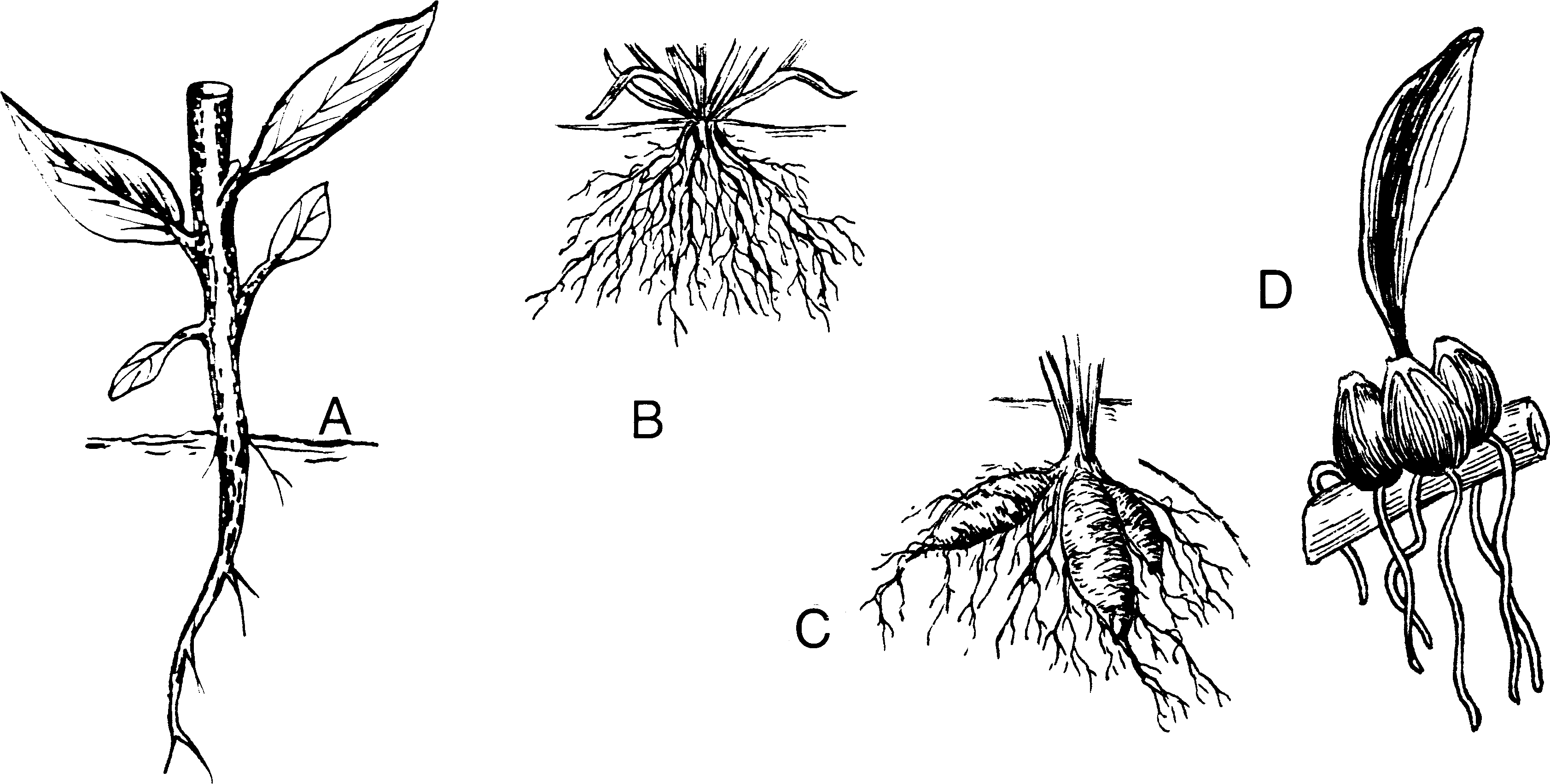 Download Root - Drawing PNG Image with No Background - PNGkey.com