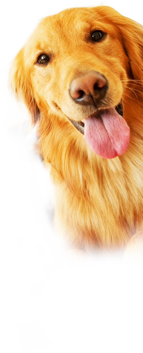 Download Rescue Dogs Png PNG Image with No Background - PNGkey.com