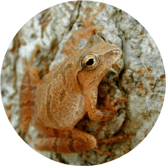 Spring Peeper - Free Transparent PNG Download - PNGkey