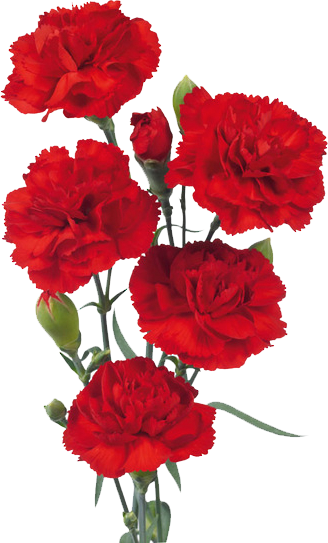 Red Carnations Transparent Background - Free Transparent PNG Download ...