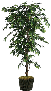 Download Silk Ficus Tree In Basket - Transparent Ficus Tree Png PNG ...