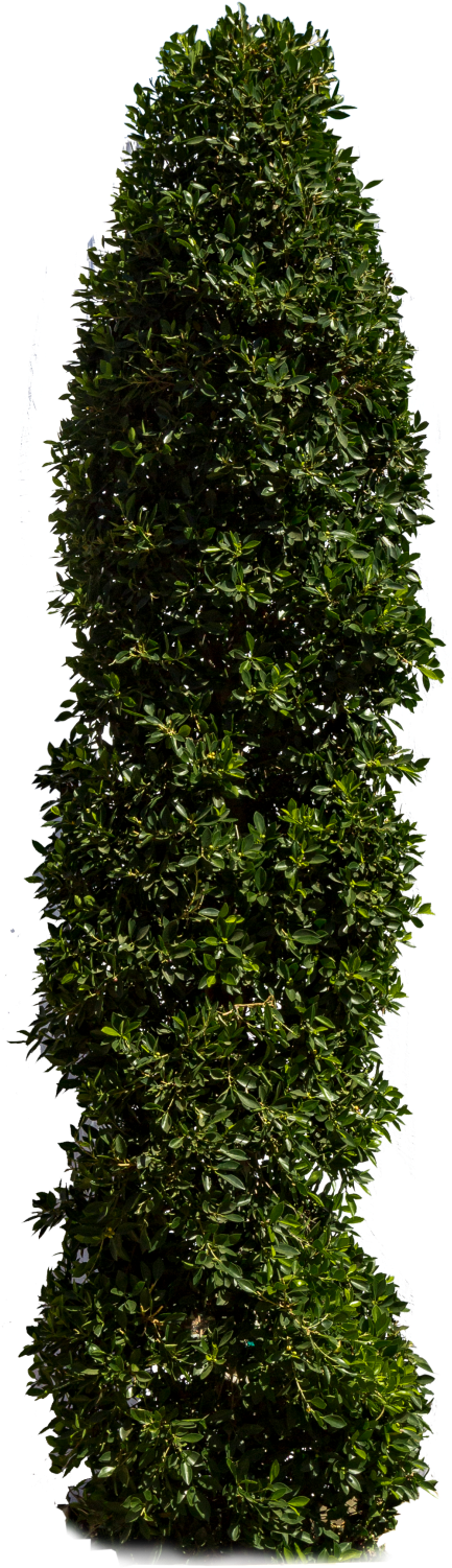 Ficus Indian Laurel - Hedge - Free Transparent PNG Download - PNGkey