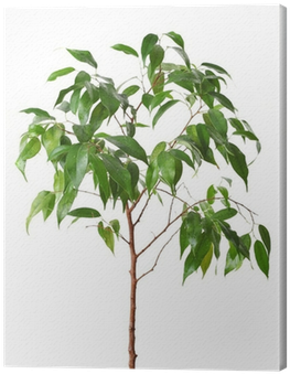 Green Ficus Tree Isolated White - Weeping Fig - Free Transparent PNG ...
