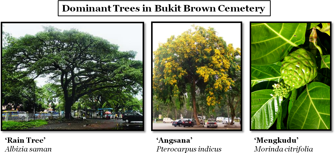 Download The Bukit Brown Experience - Angsana Tree Leaves PNG Image ...