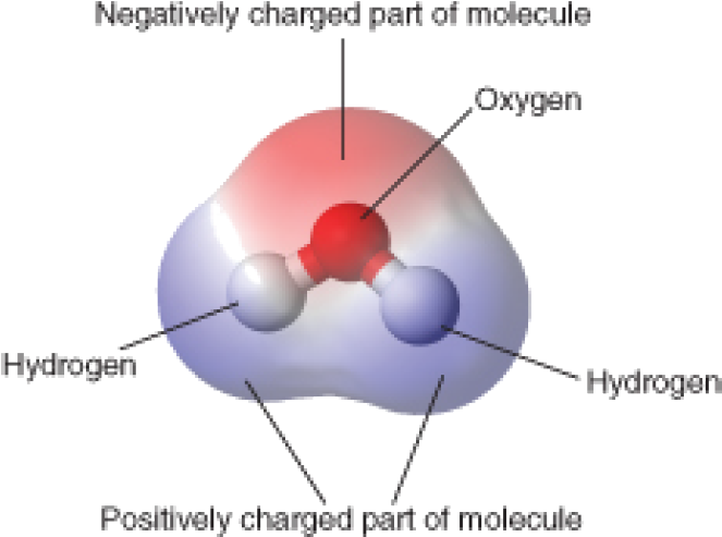 This Model Shows The Arrangement Of Oxygen And Hydrogen - Water ...
