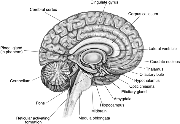 Download Brain - Labeled Brain Diagram PNG Image with No Background ...