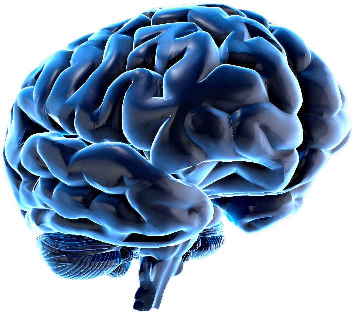 Download Brain - Wink News PNG Image with No Background - PNGkey.com