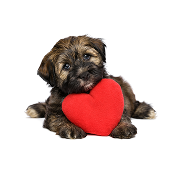 Adoptable Dogs At Mending Hearts Animal Rescue - Dog Hearts - Free ...