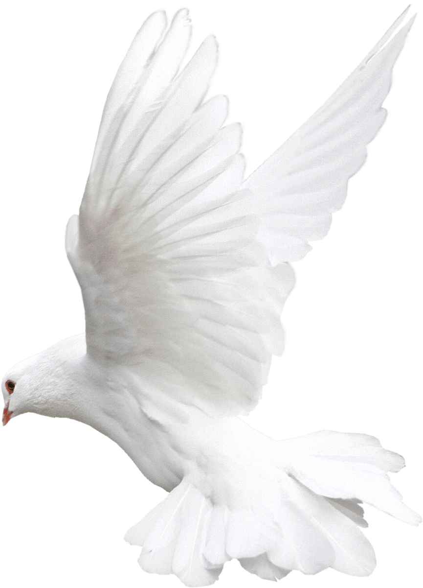 Pigeon Fly Png - White Bird Png For Editing - Free Transparent PNG ...