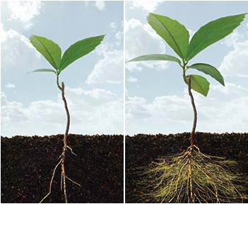 Download Soil And Roots Png - Plant With Root Png PNG Image with No ...