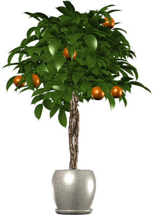 Download Tree In Pot - Peach PNG Image with No Background - PNGkey.com