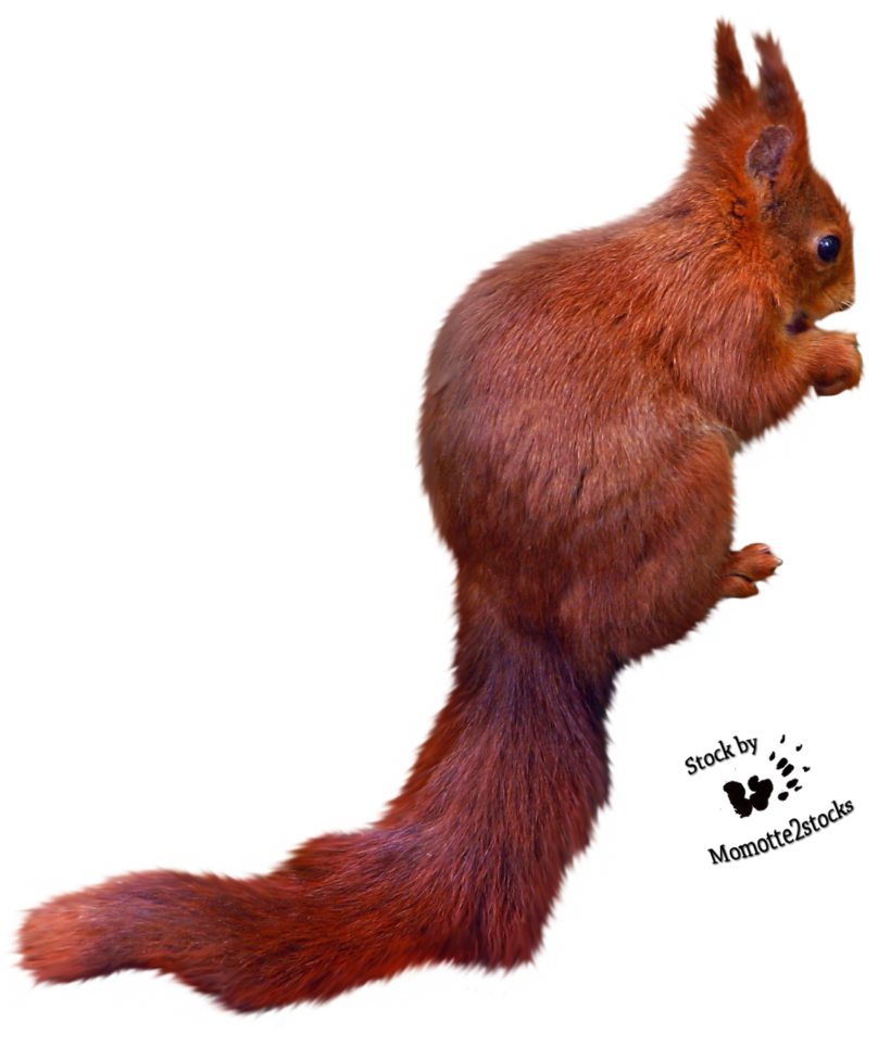 Download Free Icons Png - Eurasian Red Squirrel PNG Image with No ...