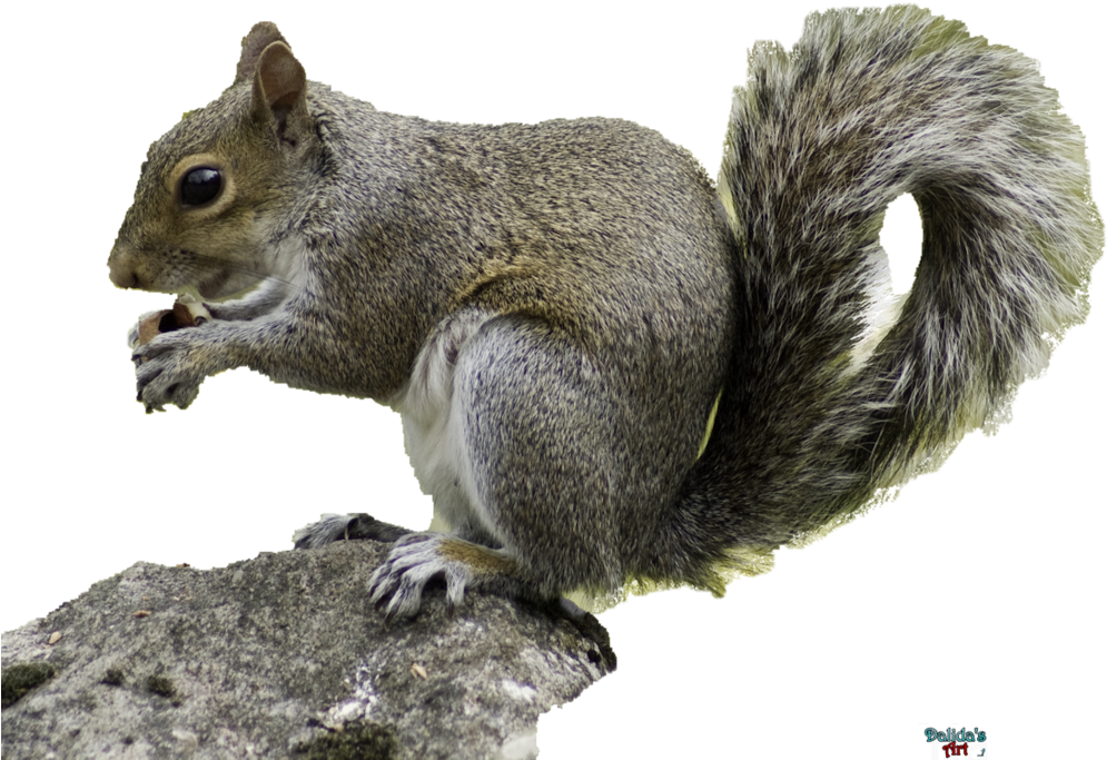 Squirrel - Squirrel Hd With Transparent Background - Free Transparent ...
