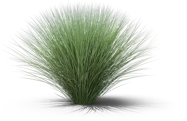 Download Product Item - Sweet Grass PNG Image with No Background ...