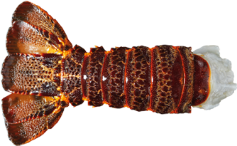 Download Raw Rock Lobster Tail By Sapmer - Lobster Tail Transparent PNG ...
