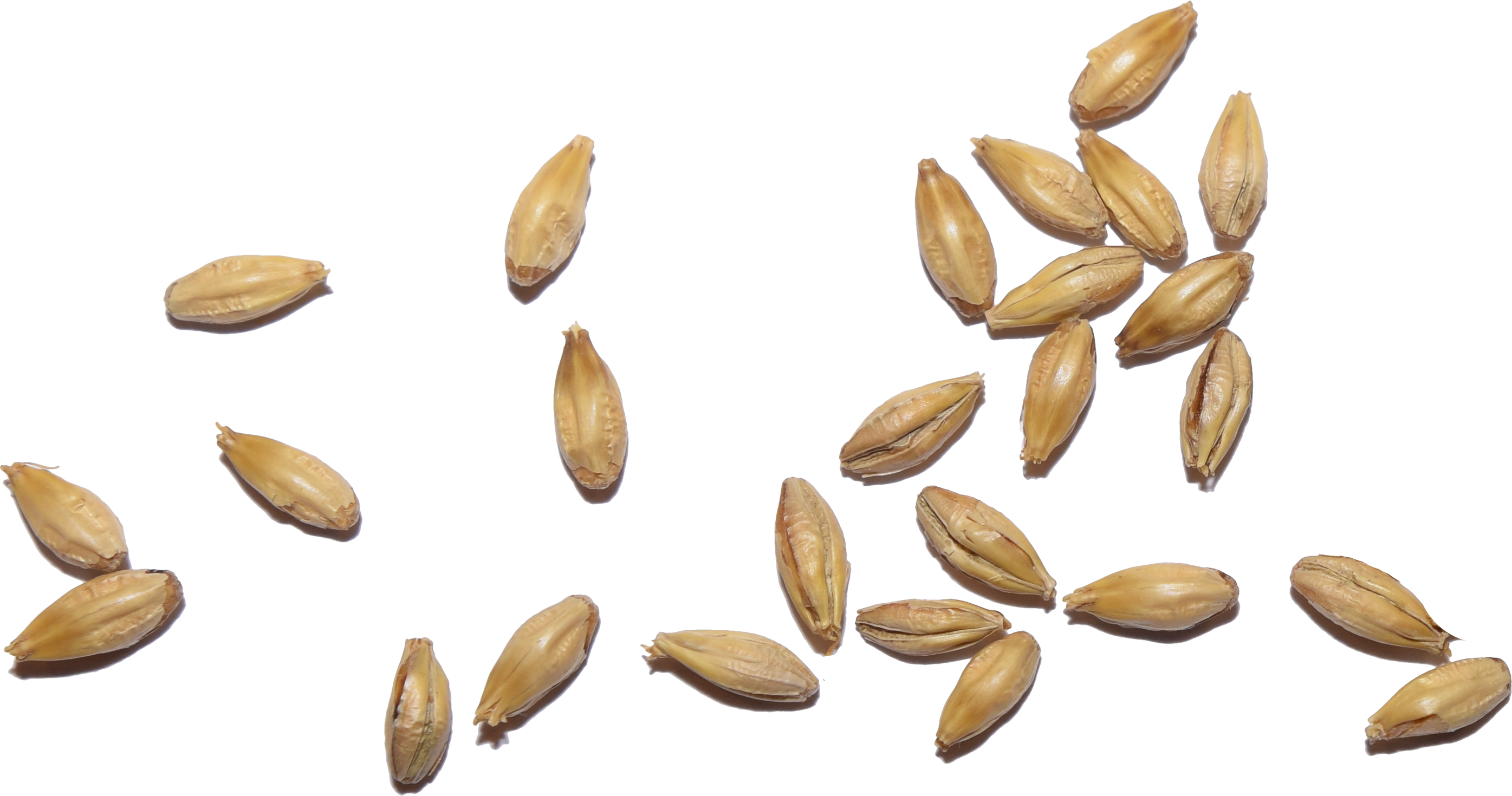 Ipec Malt - Malt Grain Png - Free Transparent PNG Download - PNGkey