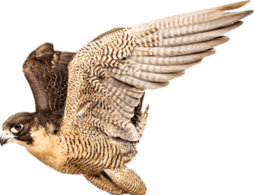 Download Free Png Falcon Png Images Transparent - Хищная Птица На ...
