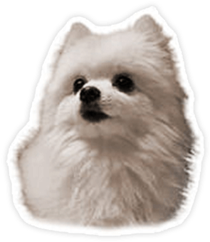 Download Memes - Gabe The Dog Transparent Background PNG Image with No ...