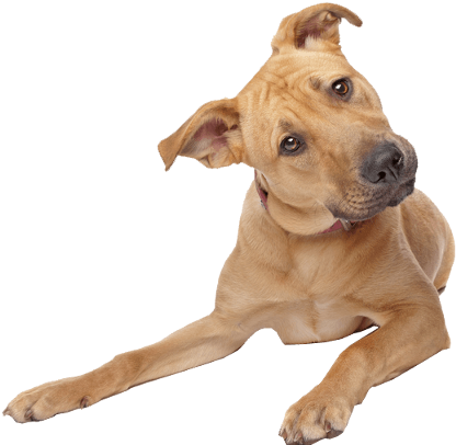 Dog Png Transparent - Dog Transparent Background - Free Transparent PNG ...