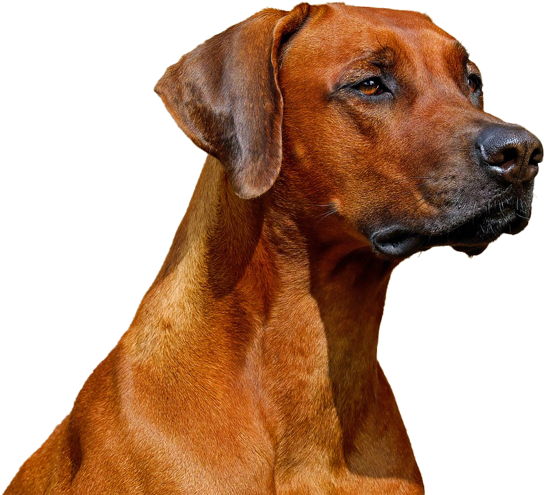 Brown Doggo - Rhodesian Ridgeback - Free Transparent PNG Download - PNGkey