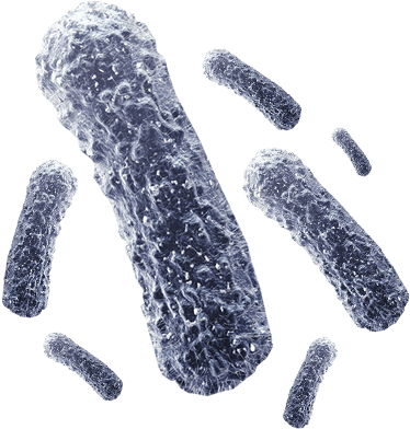 Download Transparent Bacteria Png PNG Image with No Background - PNGkey.com