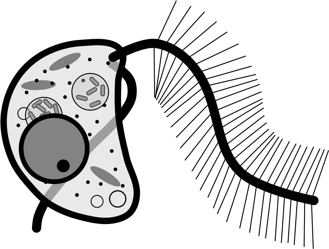 Download Bicosoecid - Cafeteria Roenbergensis PNG Image with No ...