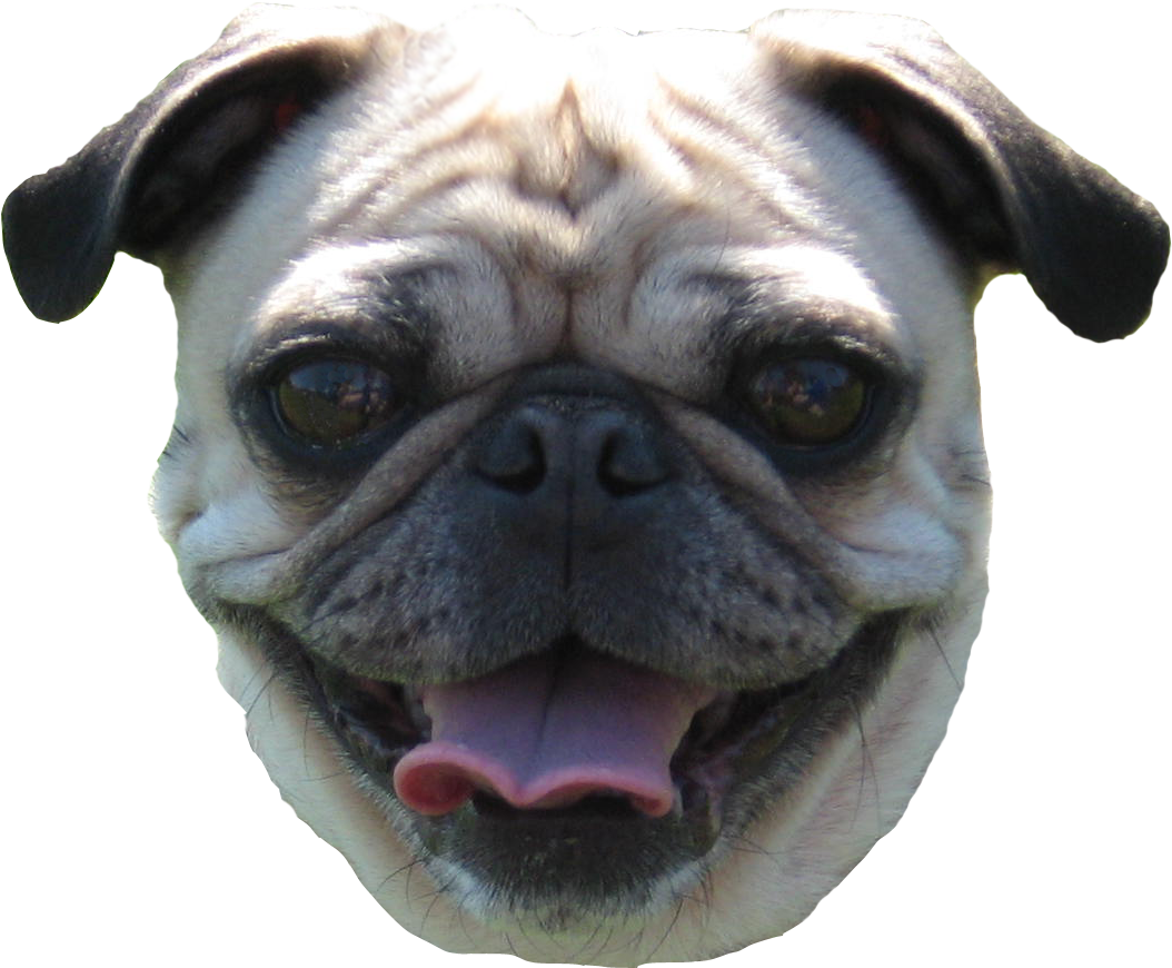 Download Pug Head Png - Pug Face No Background PNG Image with No ...