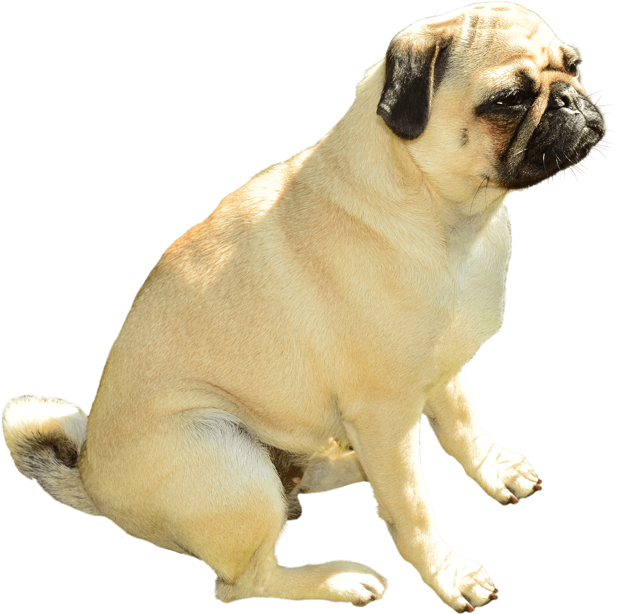 Download Pug Head Png Clip Art Free Library - Petsmart Chewy PNG Image ...