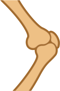 Download Support Joint Health - Bone PNG Image with No Background ...