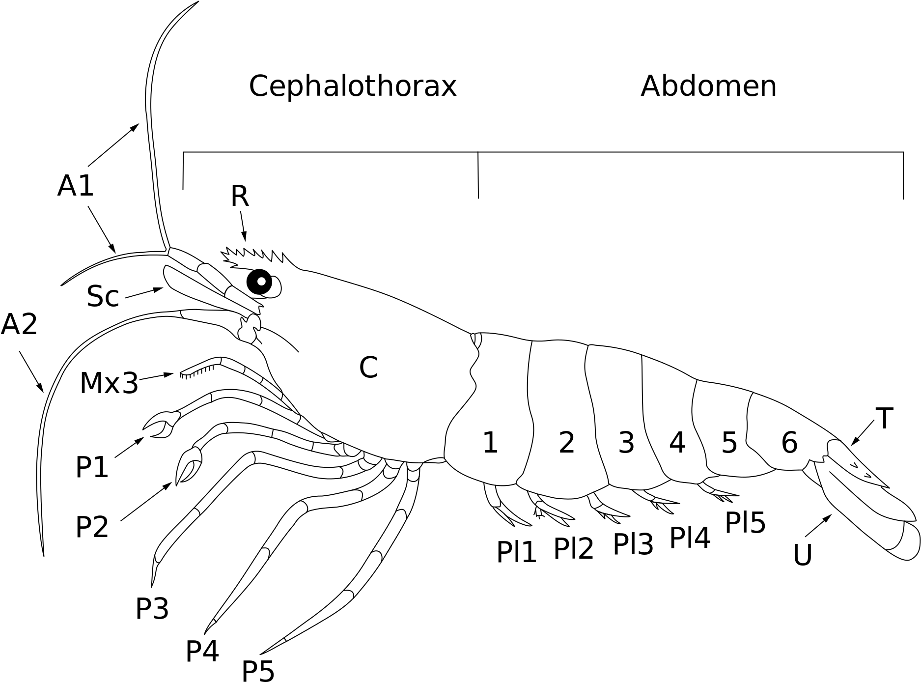 Download Open - Anatomy Shrimp Png PNG Image with No Background ...