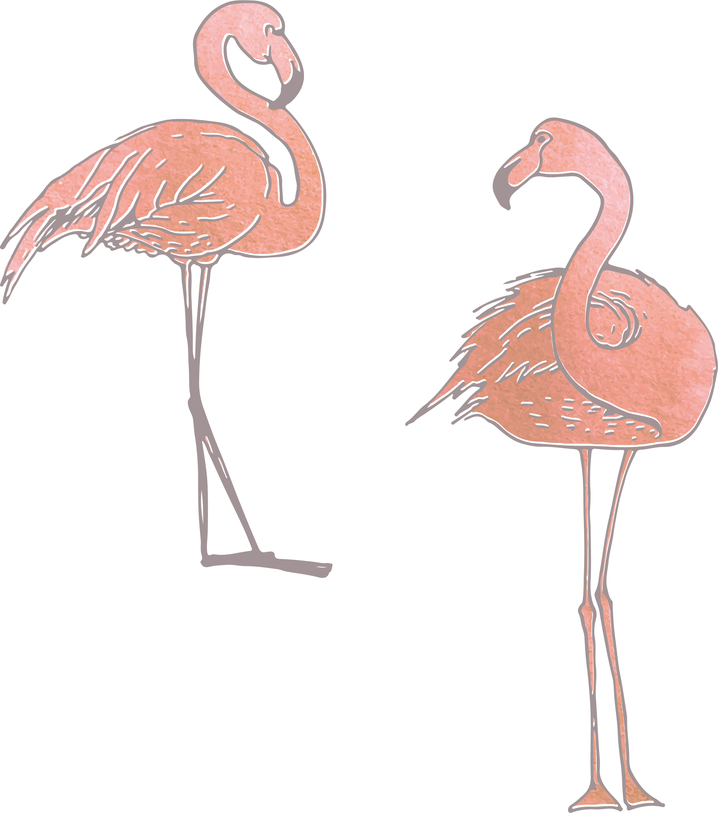 Download Collection Of Free Flamingo Vector Skeleton - Flamingos PNG ...