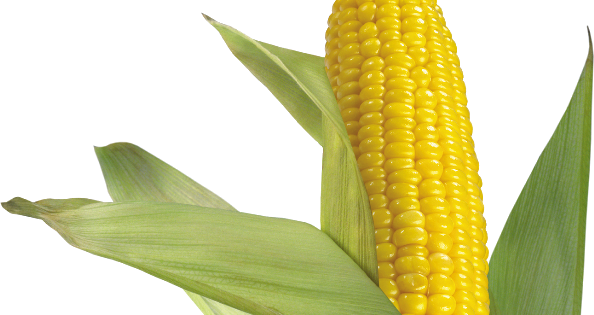 Corn Stock Transparent Background - Free Transparent PNG Download - PNGkey