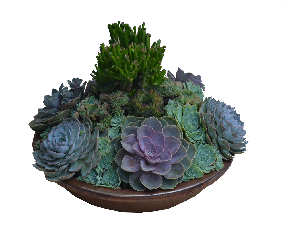 Download Large Succulent Arrangements - Succulent Arrangement Png PNG ...