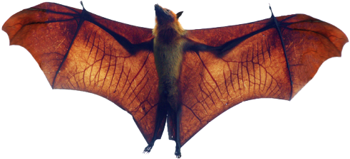 Download Fruit Bat Png PNG Image with No Background - PNGkey.com