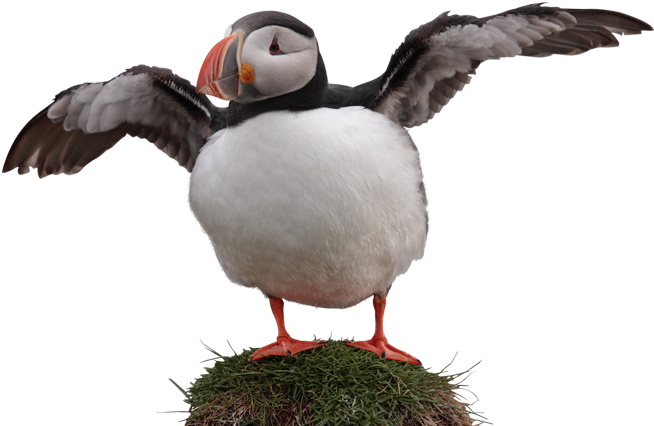 Download Bg-wildlife Puffin - Atlantic Puffin PNG Image with No ...
