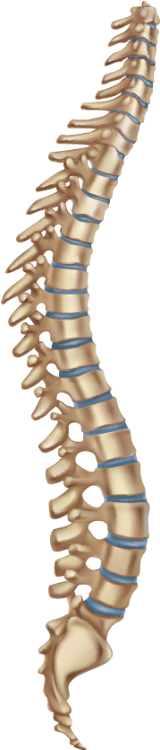 Sacral - Human Skeleton Spine - Free Transparent PNG Download - PNGkey
