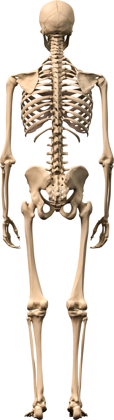 Skeleton Png, Download Png Image With Transparent Background, - Human ...