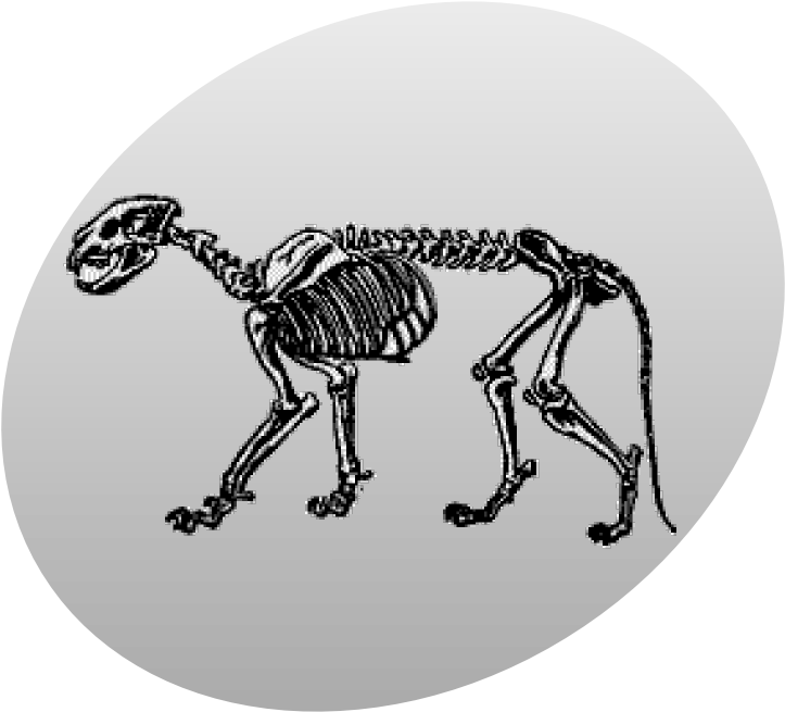 Download P Leo Skeleton Grey - Lion PNG Image with No Background ...
