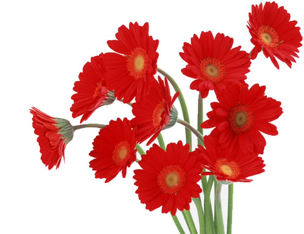 Red Daisy Png - Gerbera Flowers Red - Free Transparent PNG Download ...