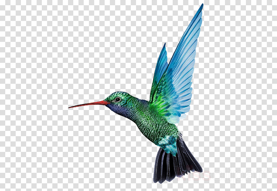 Download Hummingbird Png Clipart Hummingbird - Transparent Caribbean ...