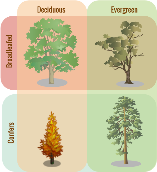 Tree Classifications - Evergreen Trees Vs Deciduous - Free Transparent ...