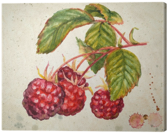 Download A Branch Of Raspberry - Raspberry Watercolor PNG Image with No ...