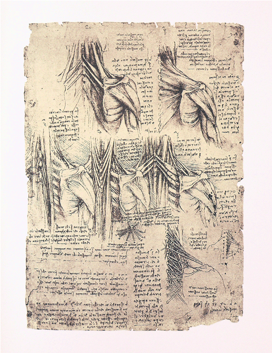 Download Svg Library Download Anatomical Drawing Leonardo - Metal Print ...