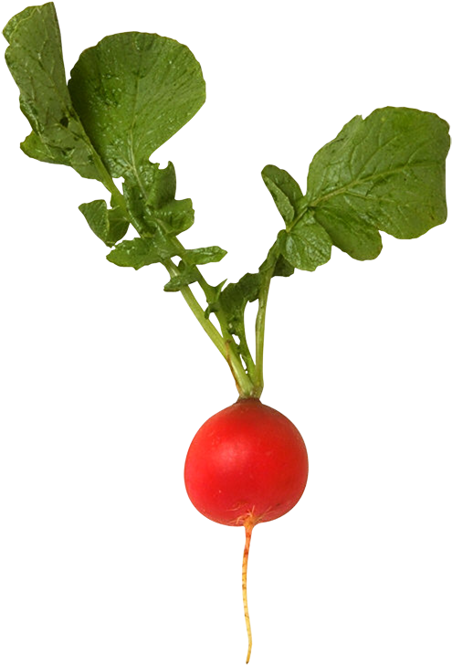 Radishes - Types Of Roots For Grade 3 - Free Transparent PNG Download ...