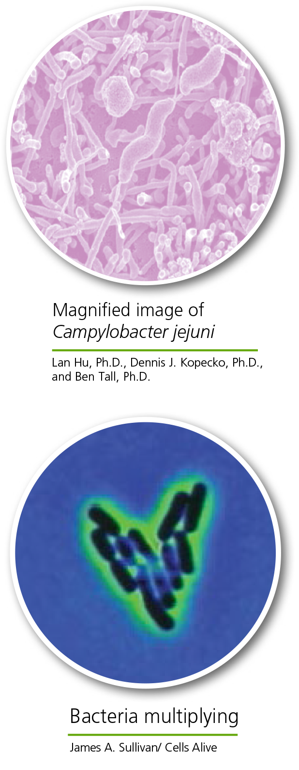 Download Electron Microscope - Paw PNG Image with No Background ...