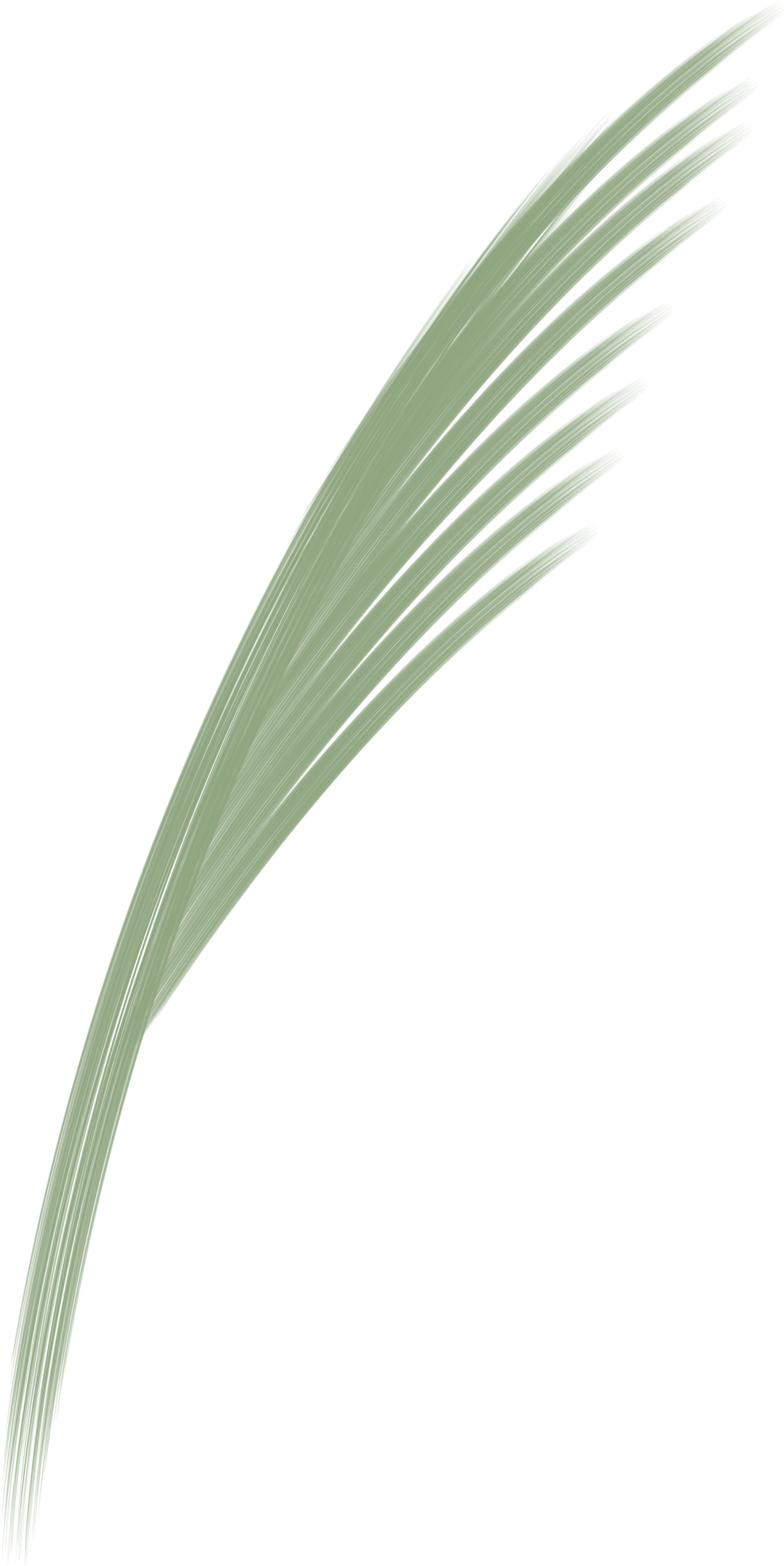 Download V0xyvzw - Sweet Grass PNG Image with No Background - PNGkey.com