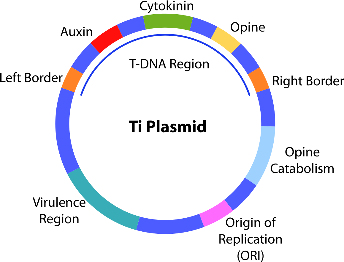 Download Plasmids Of Prokaryotic Cell PNG Image with No Background ...