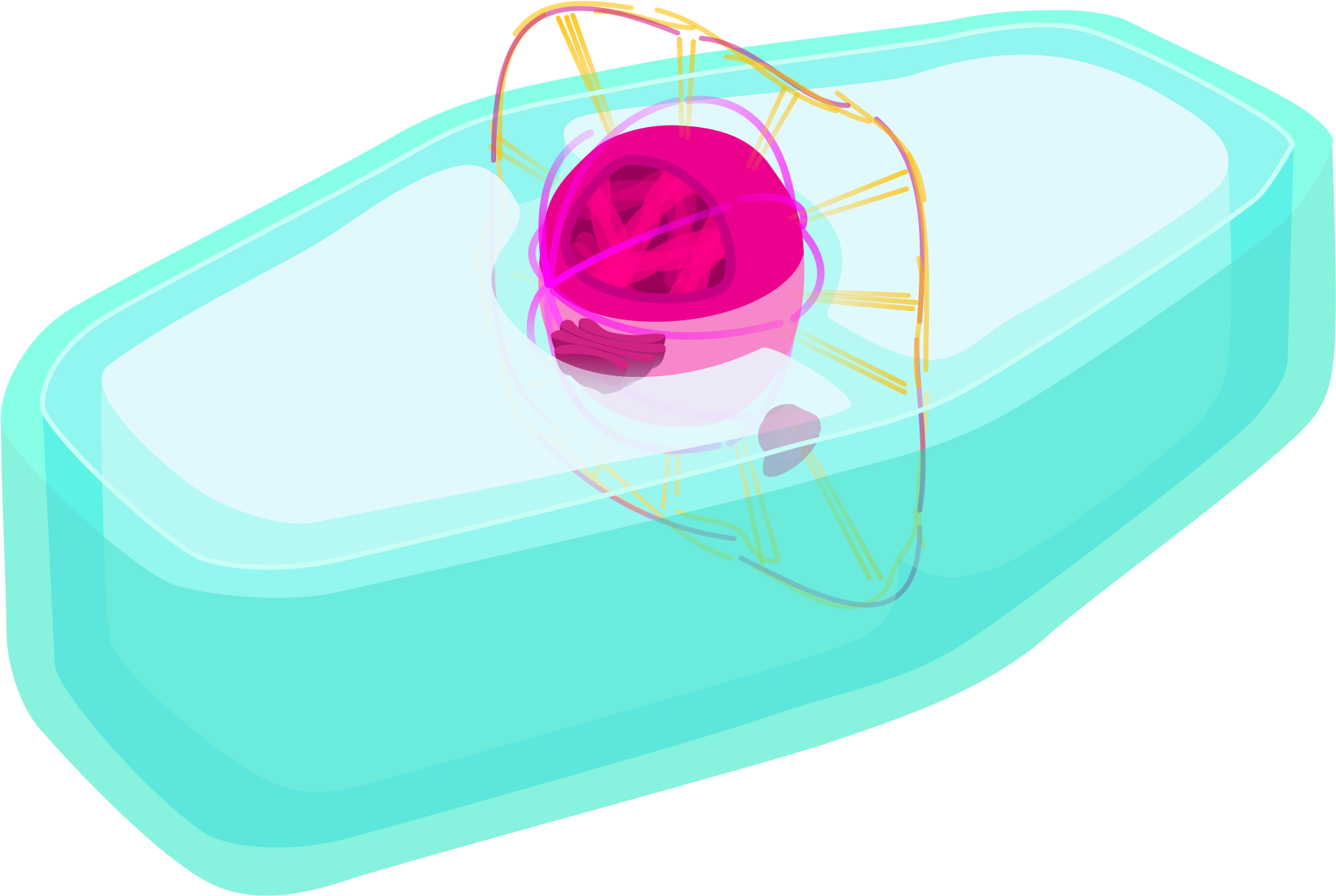 Download Plant Cell Prophase - Plant Cell PNG Image with No Background ...